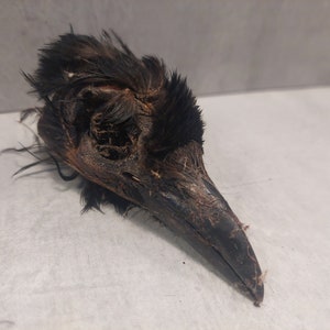 Mummified Crow Head Skull Real Natural Corvus Carone Corvid Taxidermy ...