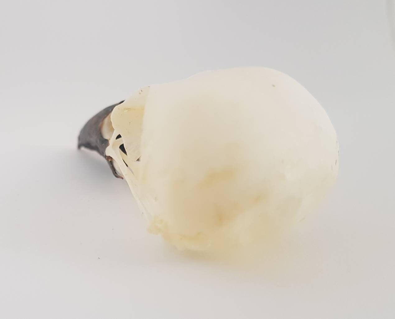 2 Real Magpie Crow Skull Corvid Taxidermy Bird Macabre Gothic | Etsy