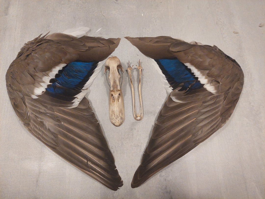 Real Mallard Duck Bird Skull and Wings Taxidermy Macabre Gothic Pagan ...