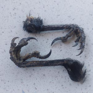 Crow Wings Plus FREE Pair of Crow Feet, Carrion Corvid Taxidermy Gothic ...