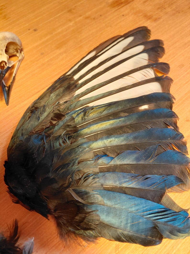 Magpie Skull Wings Tail Feet Real Natural Carrion Crow Rook Feathers ...
