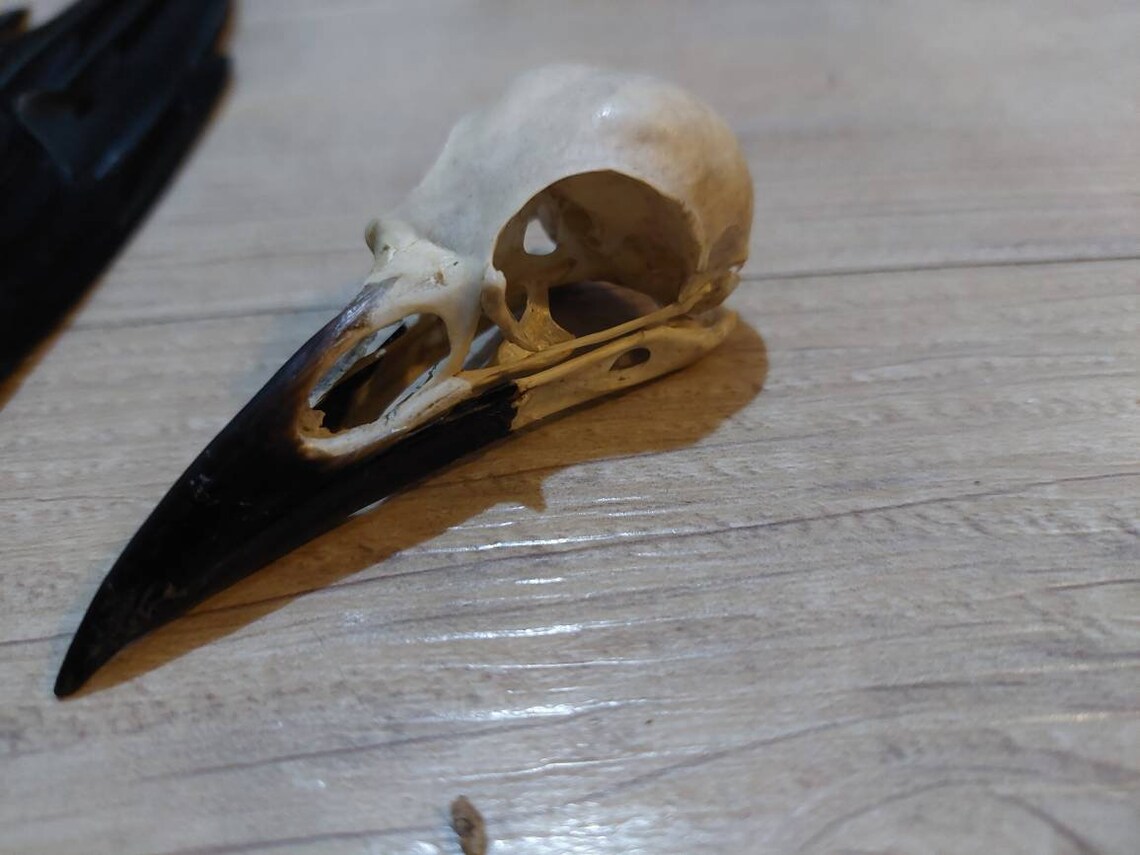 Real Crow Skull Wings Tail Feet Real Natural Carrion Rook Feathers ...