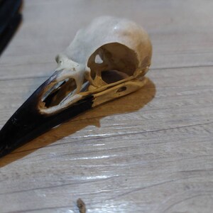 Real Crow Skull Wings Tail Feet Real Natural Carrion Rook Feathers ...