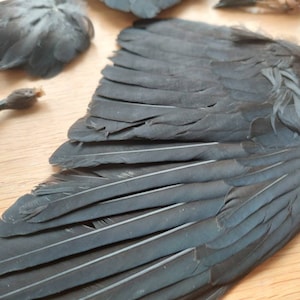 Jackdaw Crow Skull Wings Tail Feet Real Natural Carrion Rook Feathers ...