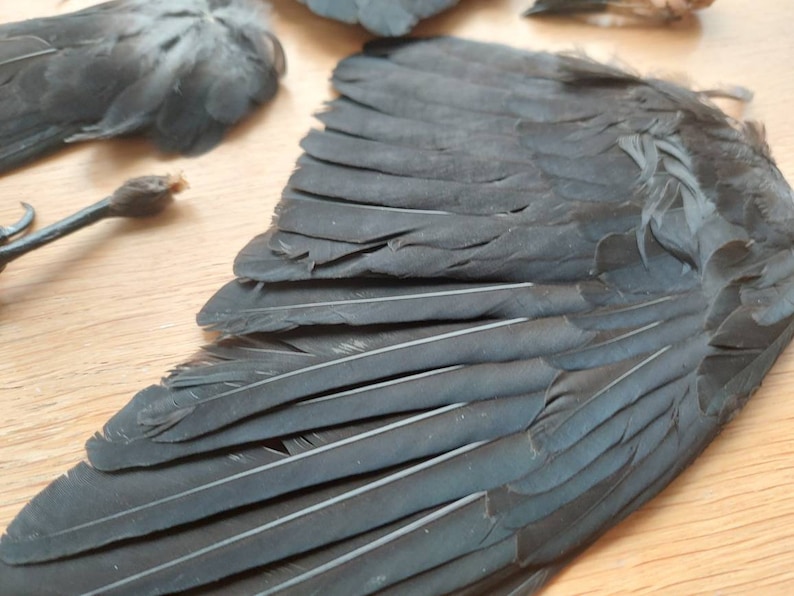 Jackdaw Crow Skull Wings Tail Feet Real Natural Carrion Rook Feathers ...