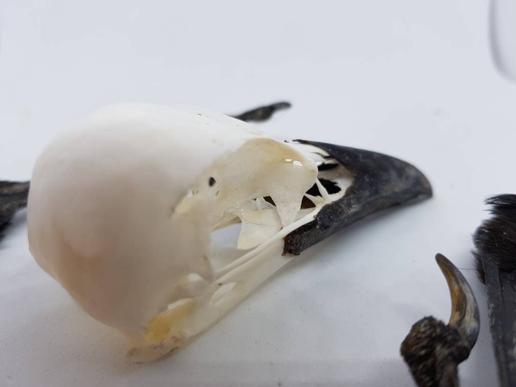 Real Carrion Crow Skull With Dried Feet Claws Talons Raven Corvid ...
