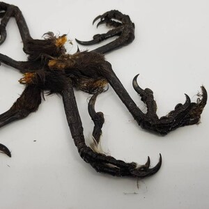 20 Magpie Feet Talons Claws Raven Corvid Crow Taxidermy Gothic Curo ...