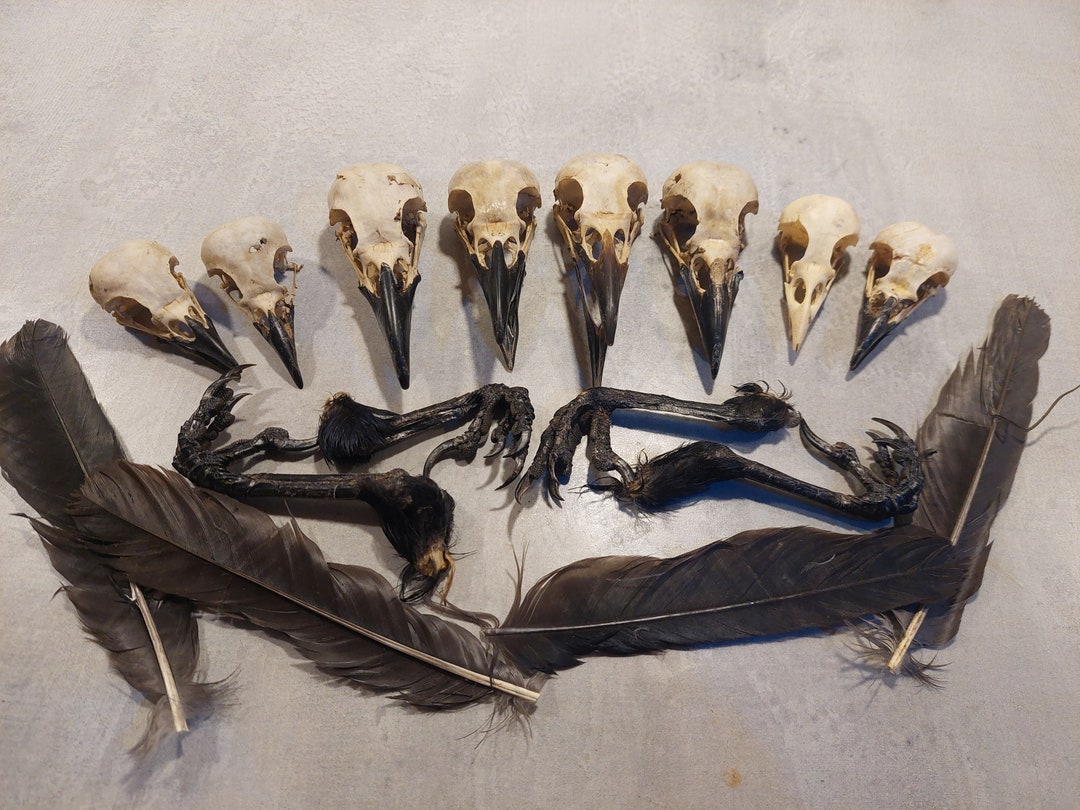 Crow and Magpie Skulls Feet and Feathers Taxidermy Corvid Raven Gothic ...
