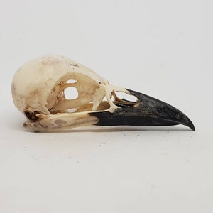 Real Crow Skull Magpie Skull Pica Pica Taxidermy Bird Macabre Gothic ...
