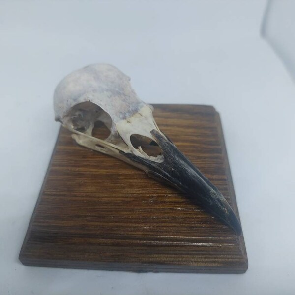 Bird Skull - Etsy