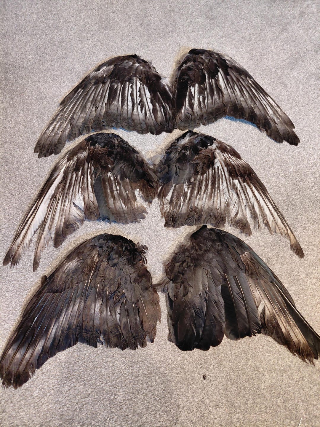 3 Pairs of Rare Pied Crow Wings , Carrion Corvid Taxidermy Gothic Curo ...