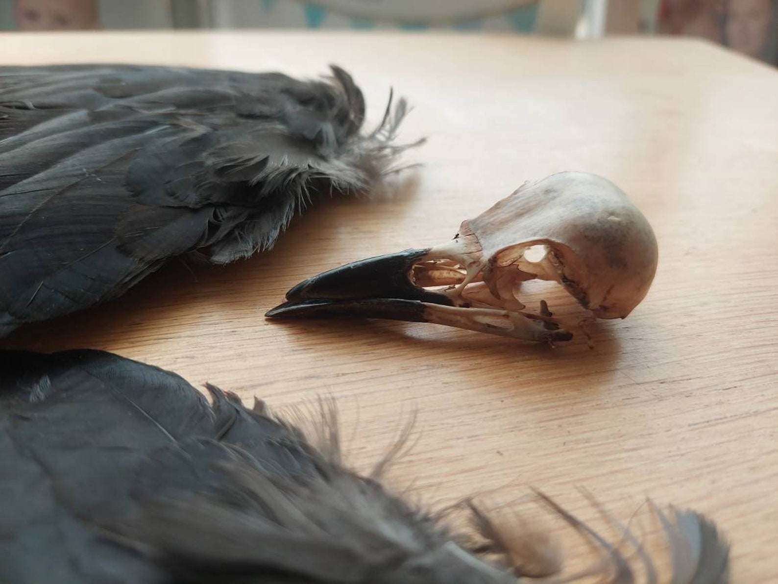 Jackdaw Crow Skull Wings Tail Feet Real Natural Carrion Rook Feathers ...