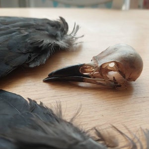 Jackdaw Crow Skull Wings Tail Feet Real Natural Carrion Rook Feathers ...