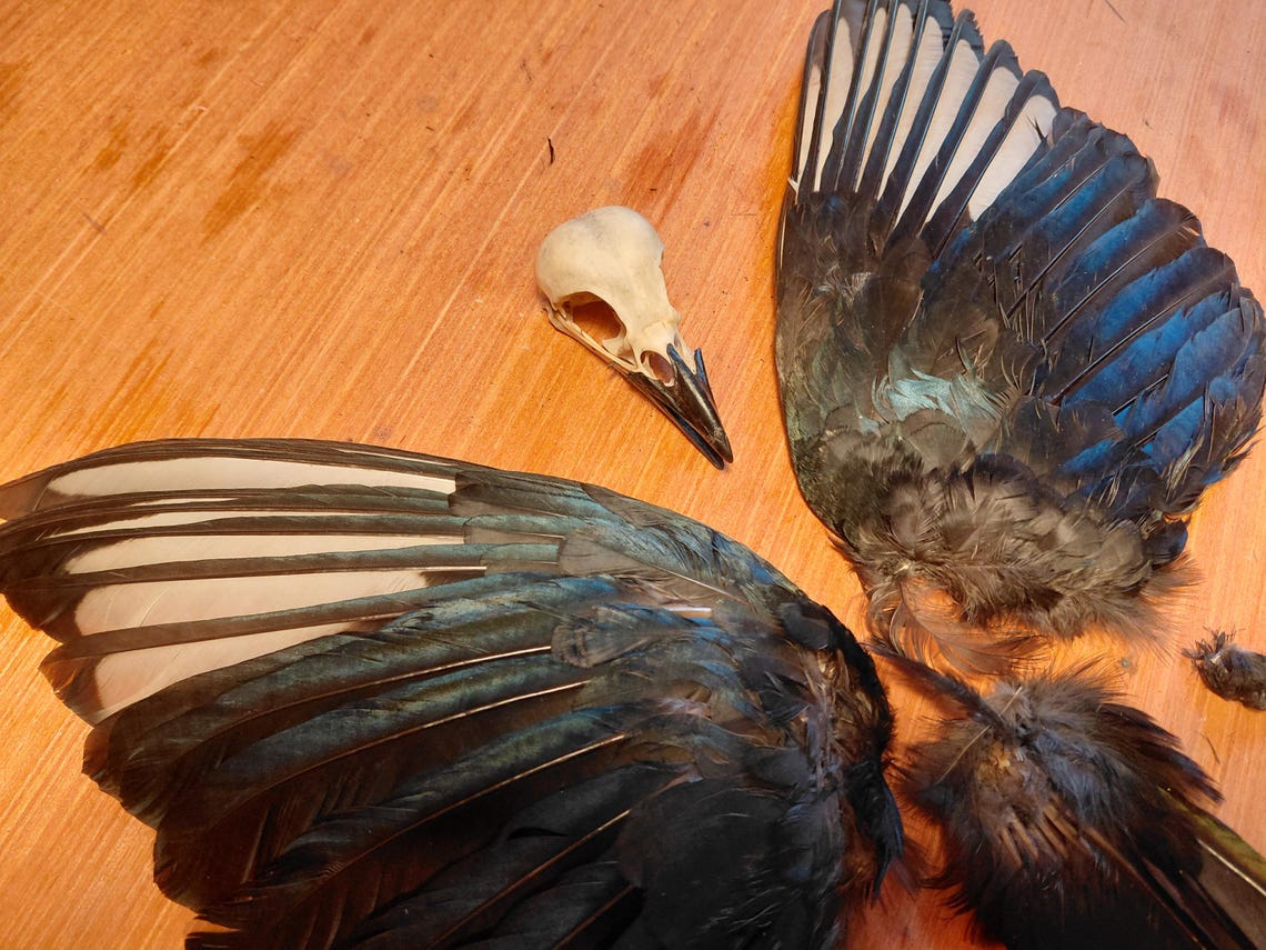 Magpie Skull Wings Tail Feet Real Natural Carrion Crow Rook Feathers ...