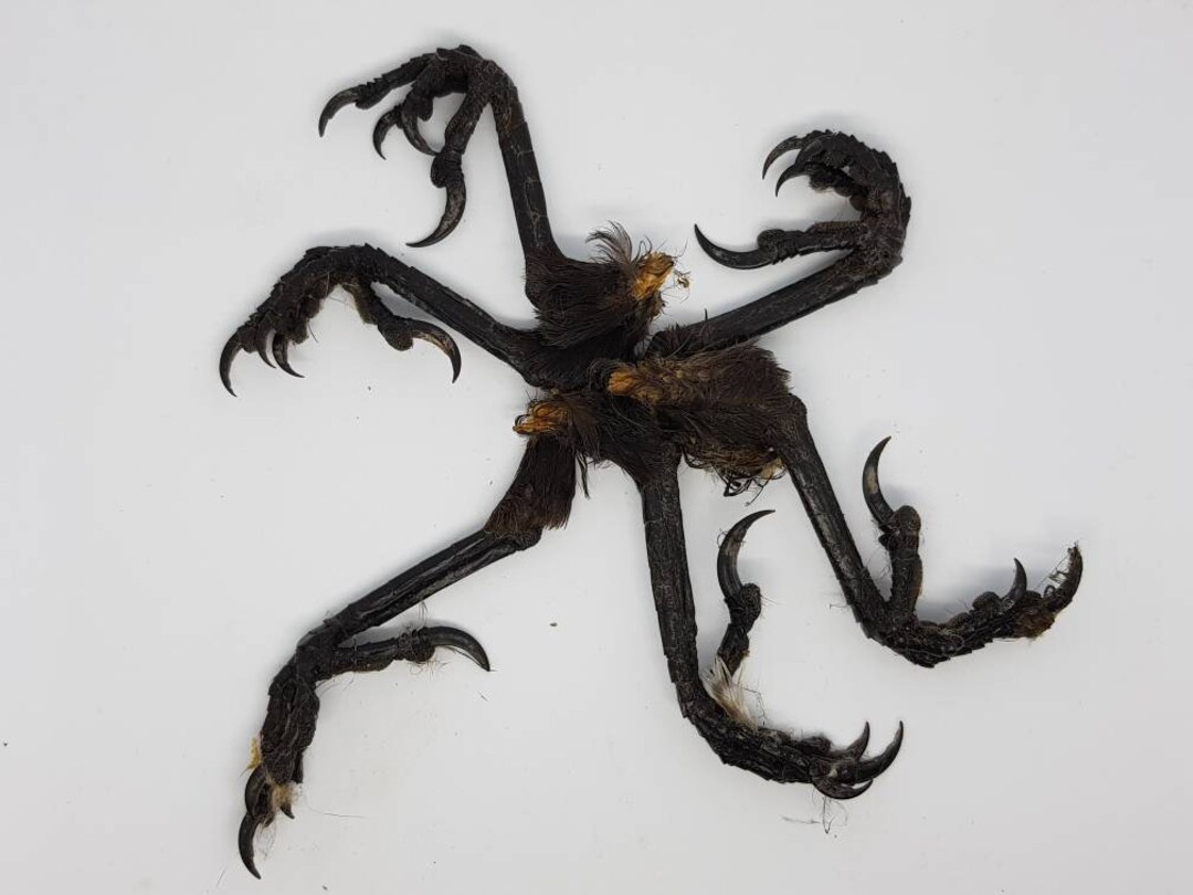 20 Magpie Feet Talons Claws Raven Corvid Crow Taxidermy Gothic Curo ...