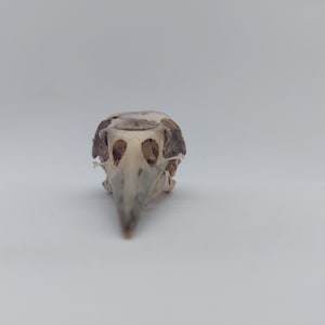 Crow Skull Real Corvus Carone Corvid Taxidermy Gothic Curo Study ...