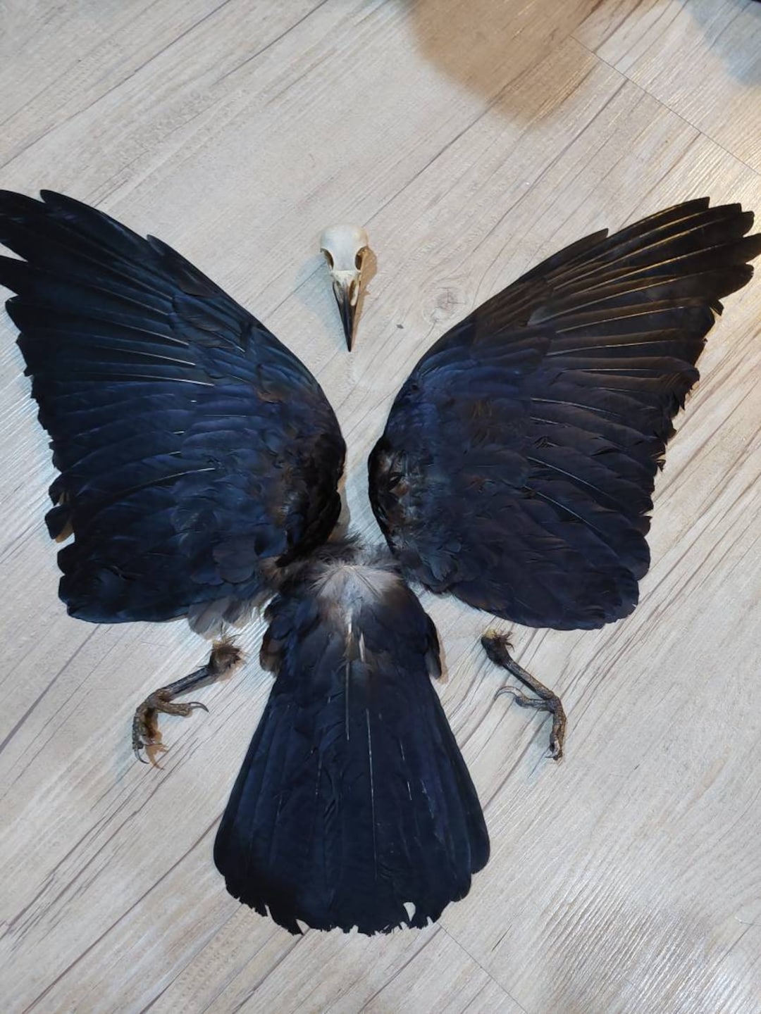 Real Crow Skull Wings Tail Feet Real Natural Carrion Rook Feathers ...