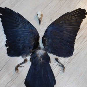 Real Crow Skull Wings Tail Feet Real Natural Carrion Rook Feathers ...