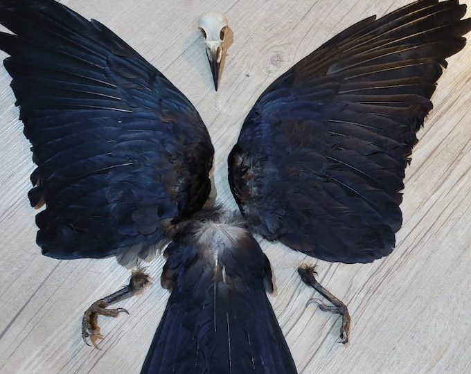 2 Real Crow Skull Wings Tail Feet Real Natural Carrion Rook Feathers ...