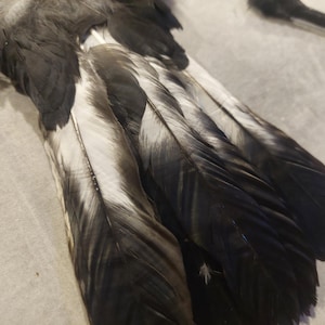 Rare Crow Skull Wings Tail Feet Pied Real Natural Carrion Rook Feathers ...