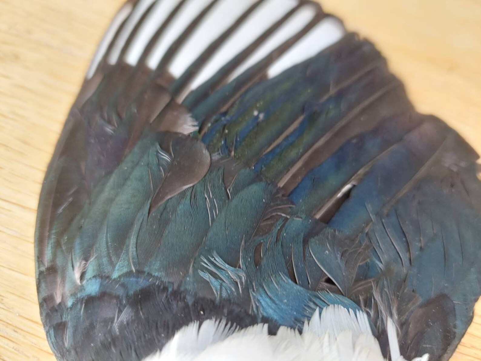 Real Magpie Crow Wings + FREE Pair of Magpie Feet! Taxidermy Gothic ...