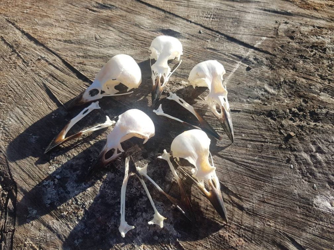 Magpie Skull Taxidermy Bird Macabre Gothic Pagan Wicca Arts Craft Weird ...