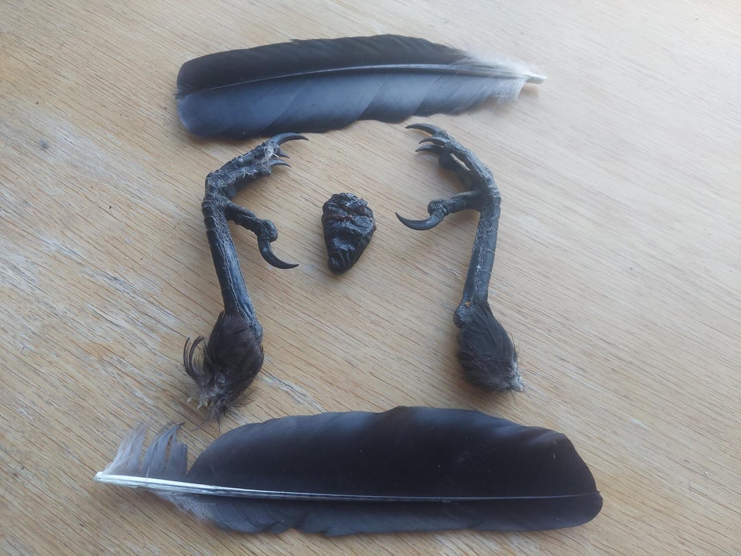 Raven Mummified Heart, Dried Feet and Feathers, Corvus Corax, Corvid ...