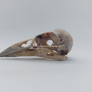 Crow Skull Real Corvus Carone Corvid Taxidermy Gothic Curo Study ...