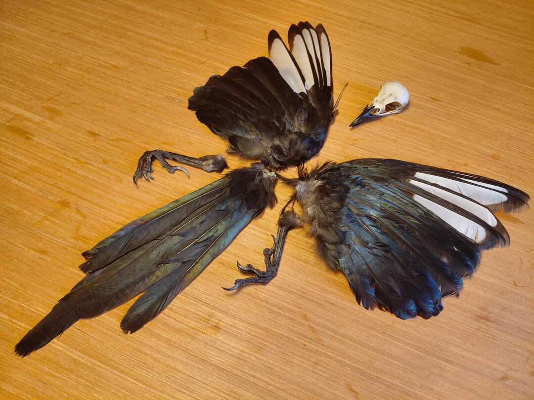 Magpie Skull Wings Tail Feet Real Natural Crow Feathers Corvid ...