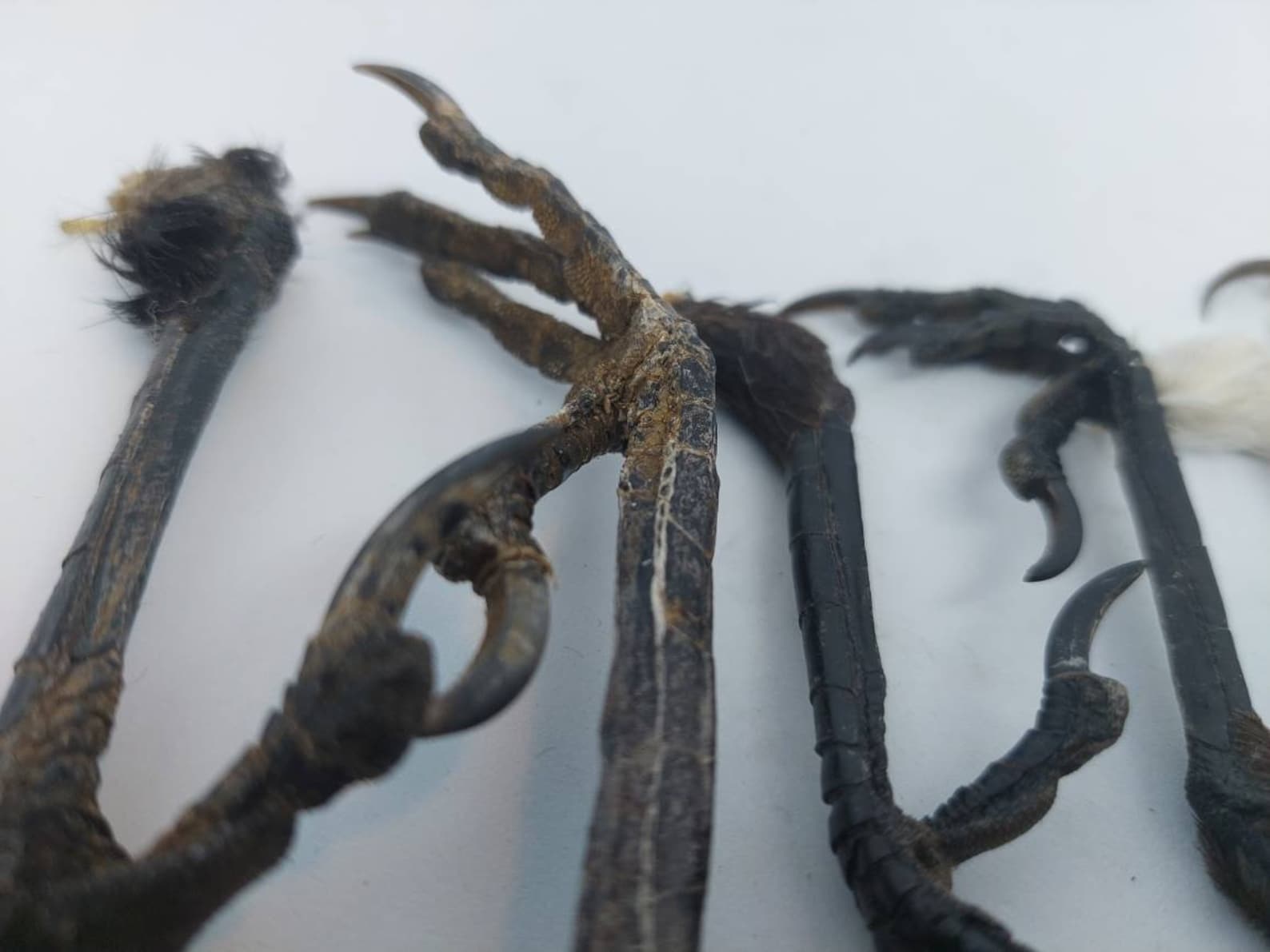 Crow Feet 3 Pairs 1 Carrion Crow 1 Magpie and 1 Jay Dried Talons Claws ...