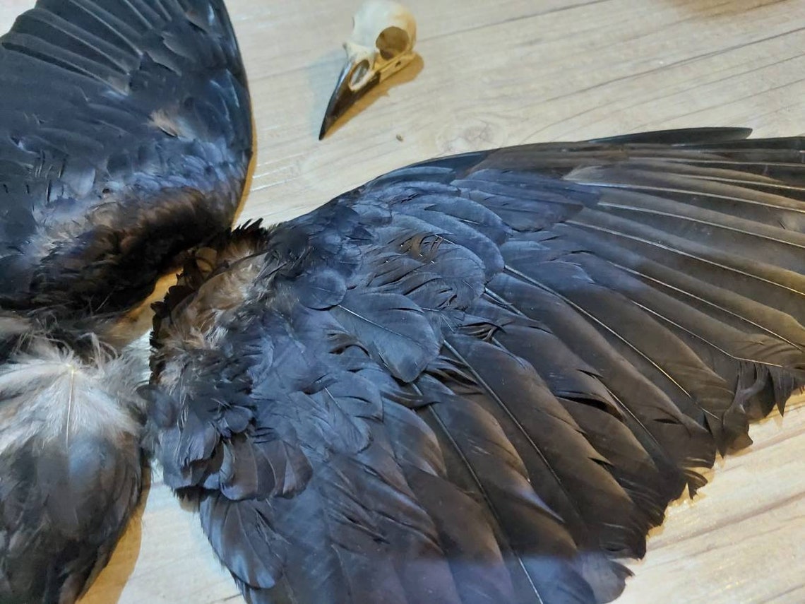 Real Crow Skull Wings Tail Feet Real Natural Carrion Rook Feathers ...