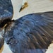 Real Crow Skull Wings Tail Feet Real Natural Carrion Rook Feathers ...