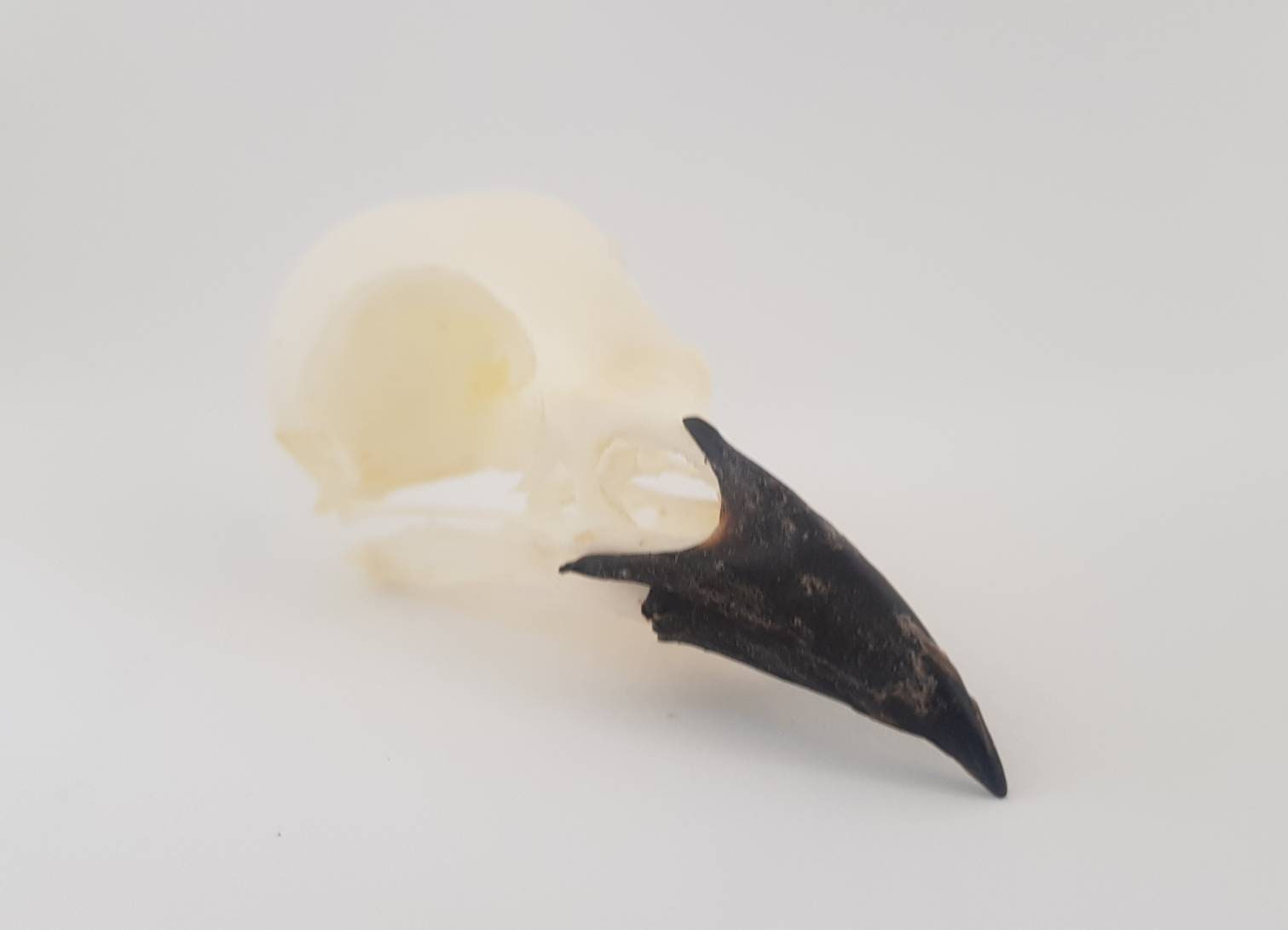 2 Real Magpie Crow Skull Corvid Taxidermy Bird Macabre Gothic | Etsy