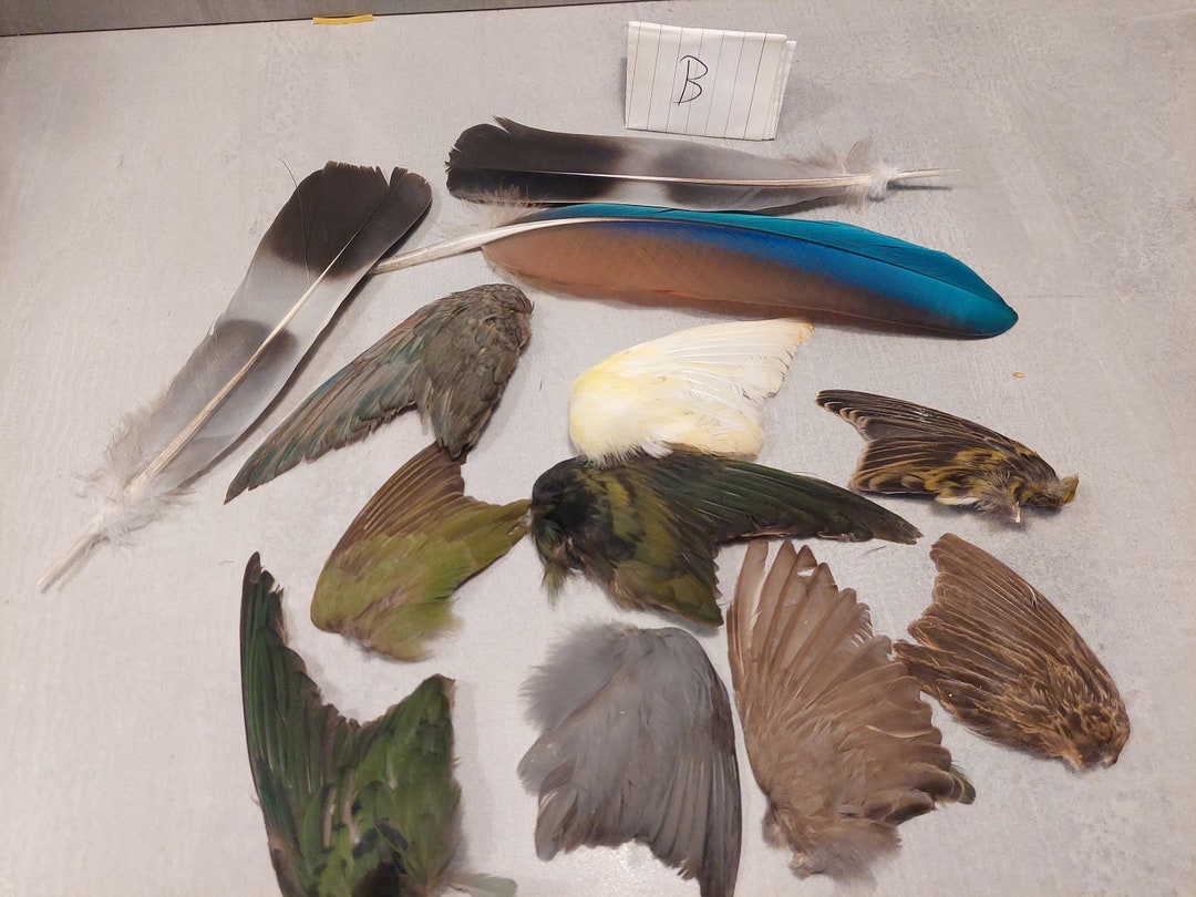 9 Parrot Exotic Bird Wings Love Bird Finch Parakeet Corvid Taxidermy ...