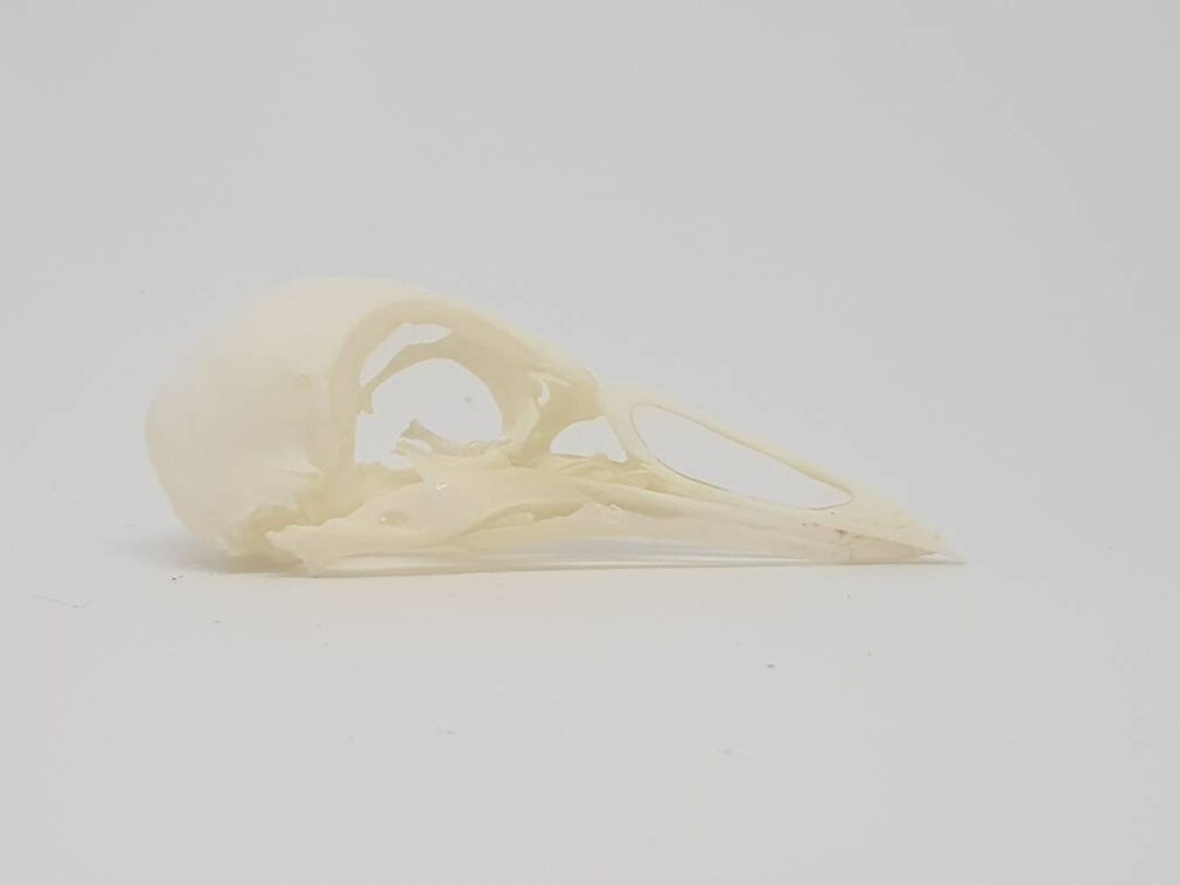 Real Coot Bird Skull Taxidermy Study Skeleton Bones Pirate - Etsy