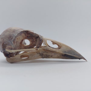 Crow Skull Real Corvus Carone Corvid Taxidermy Gothic Curo Study ...