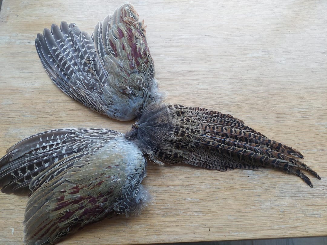 Real English Partridge Wings and Tail Feathers Corvid Taxidermy Gothic ...