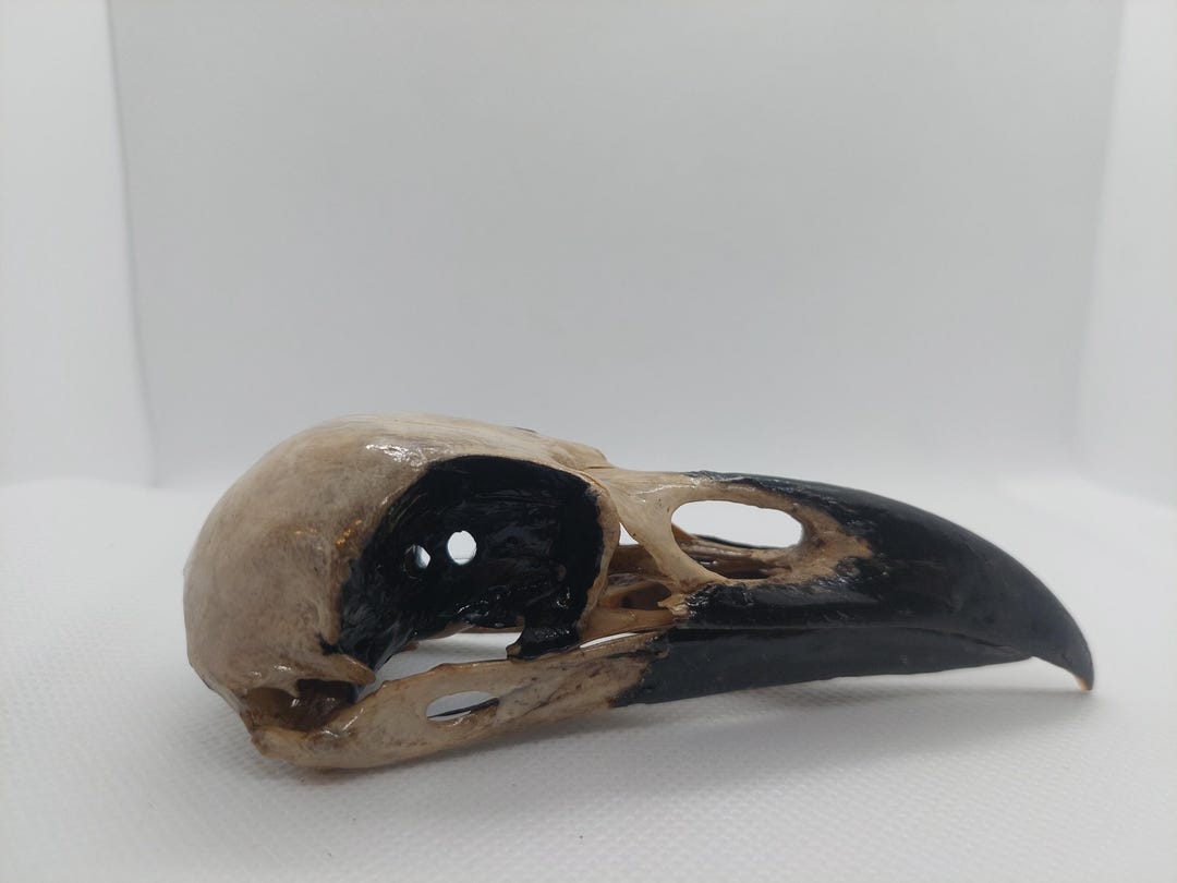 Huge English Raven Skull Real Natural Very Rare Corvid Taxidermy Gothic ...