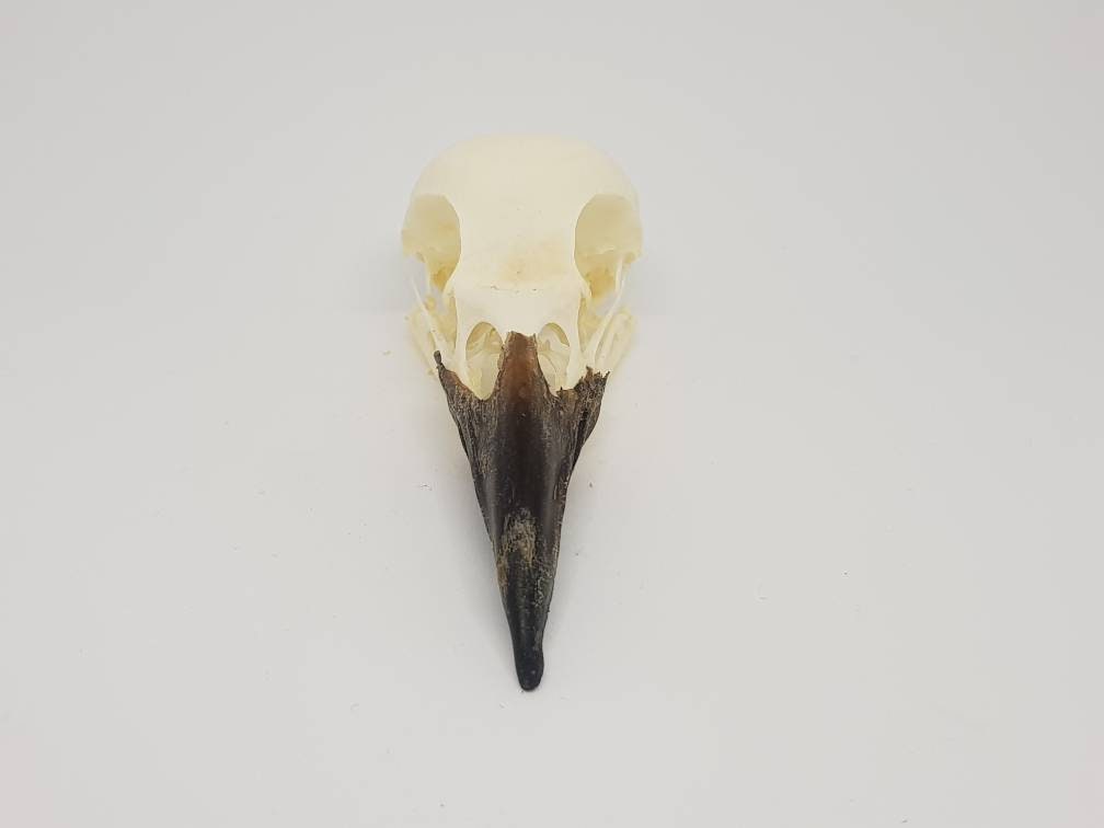 Real Crow Skull Rook Bird Corvid Taxidermy Gothic Weird Curo Pagan ...