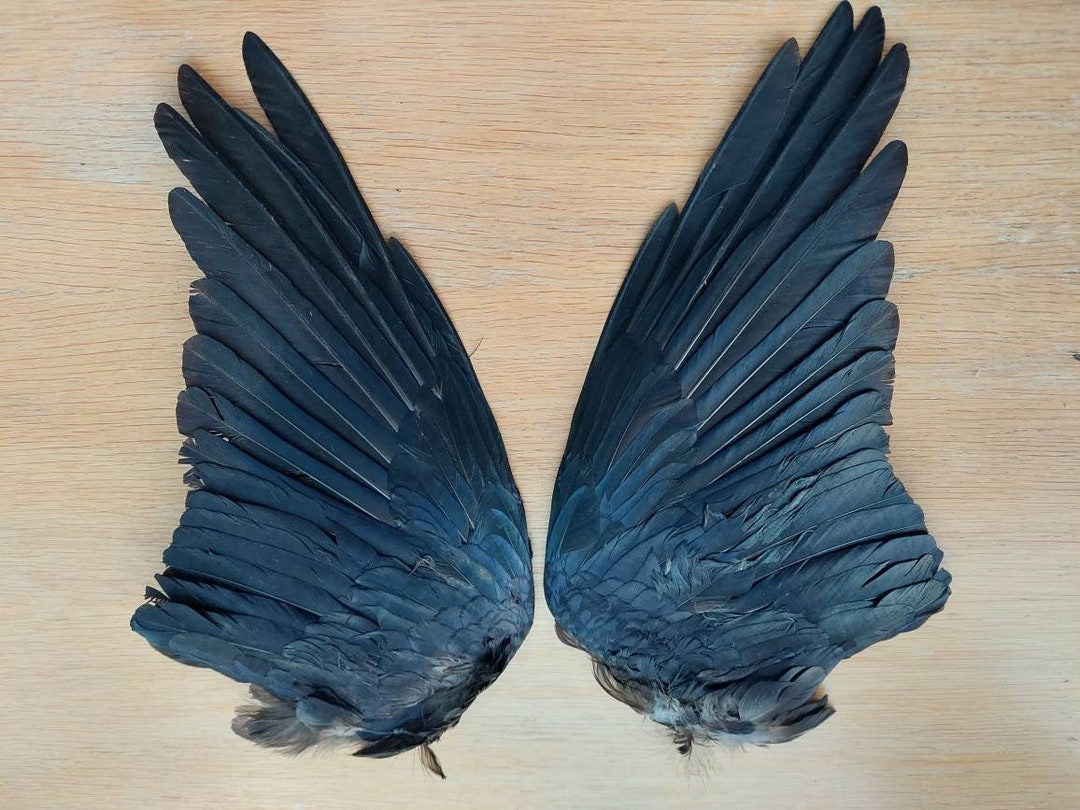 Crow Wings Plus FREE Pair of Crow Feet, Carrion Corvid Taxidermy Gothic ...