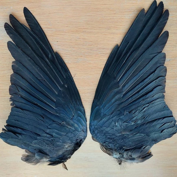 Raven Feathers - Etsy