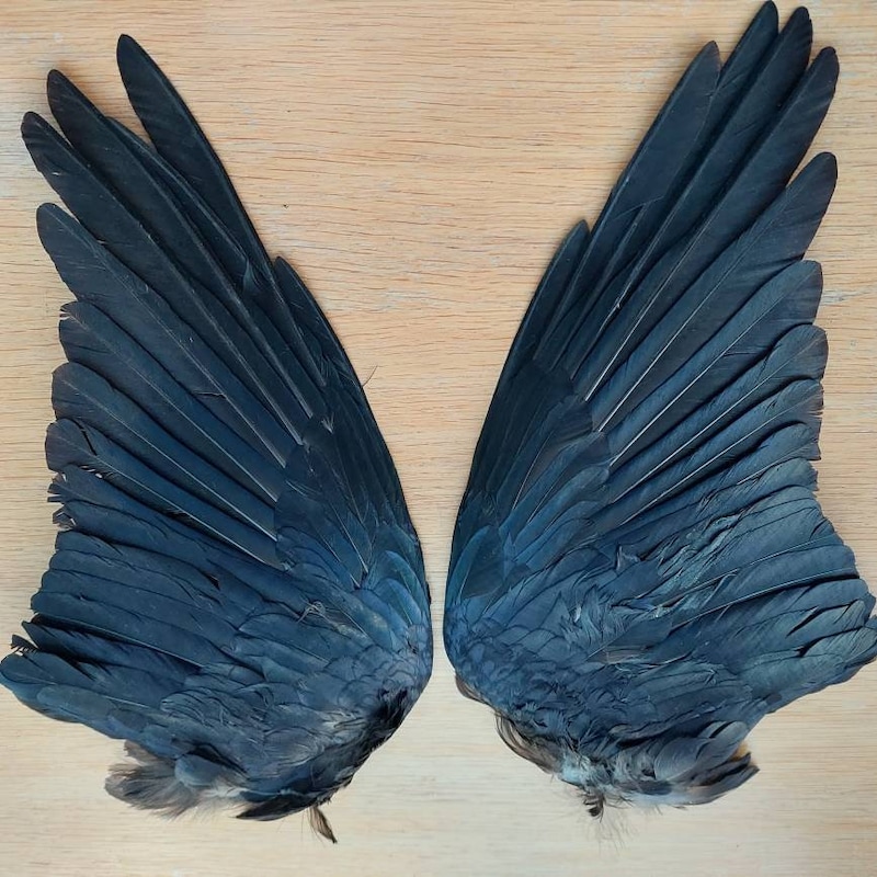 Taxidermy Raven - Etsy UK