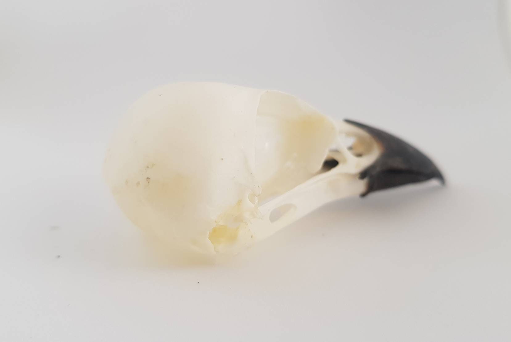 2 Real Magpie Crow Skull Corvid Taxidermy Bird Macabre Gothic | Etsy