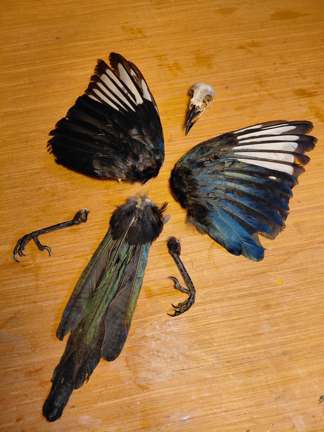 Magpie Skull Wings Tail Feet Real Natural Carrion Crow Rook Feathers ...