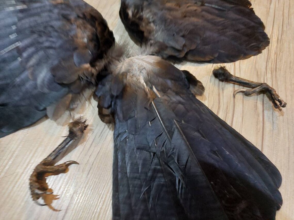 Real Crow Skull Wings Tail Feet Real Natural Carrion Rook Feathers ...
