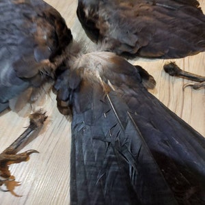 Real Crow Skull Wings Tail Feet Real Natural Carrion Rook Feathers ...