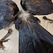 Real Crow Skull Wings Tail Feet Real Natural Carrion Rook Feathers ...
