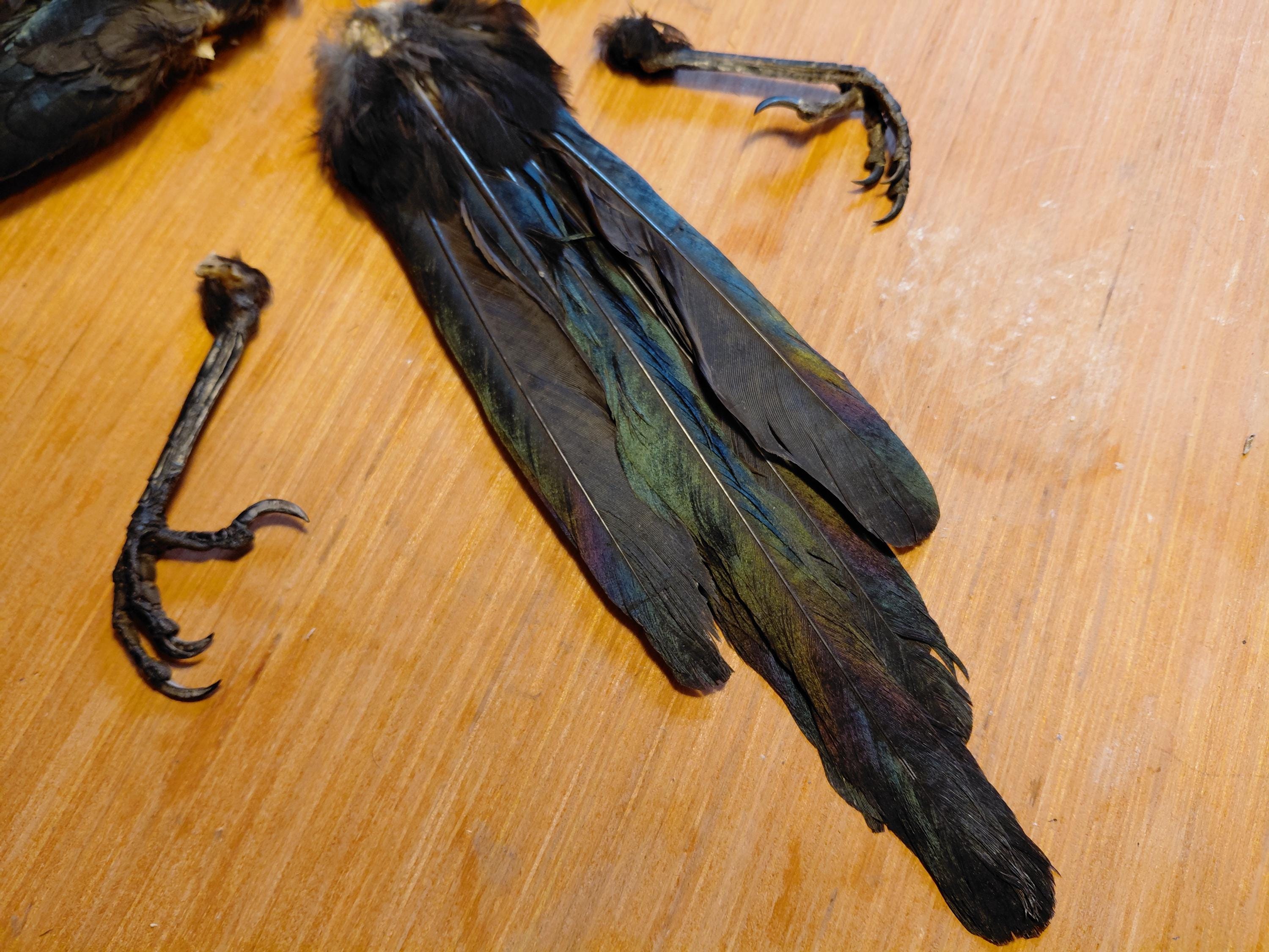 Magpie Skull Wings Tail Feet Real Natural Carrion Crow Rook Feathers ...
