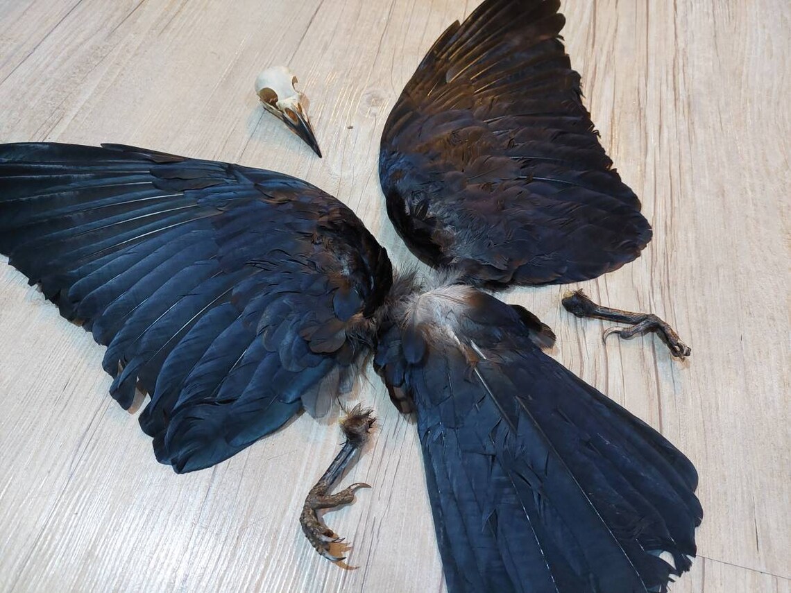 Real Crow Skull Wings Tail Feet Real Natural Carrion Rook Feathers ...