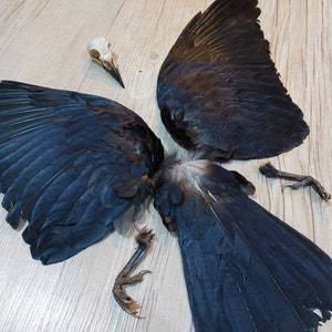 Real Crow Skull Wings Tail Feet Real Natural Carrion Rook Feathers ...